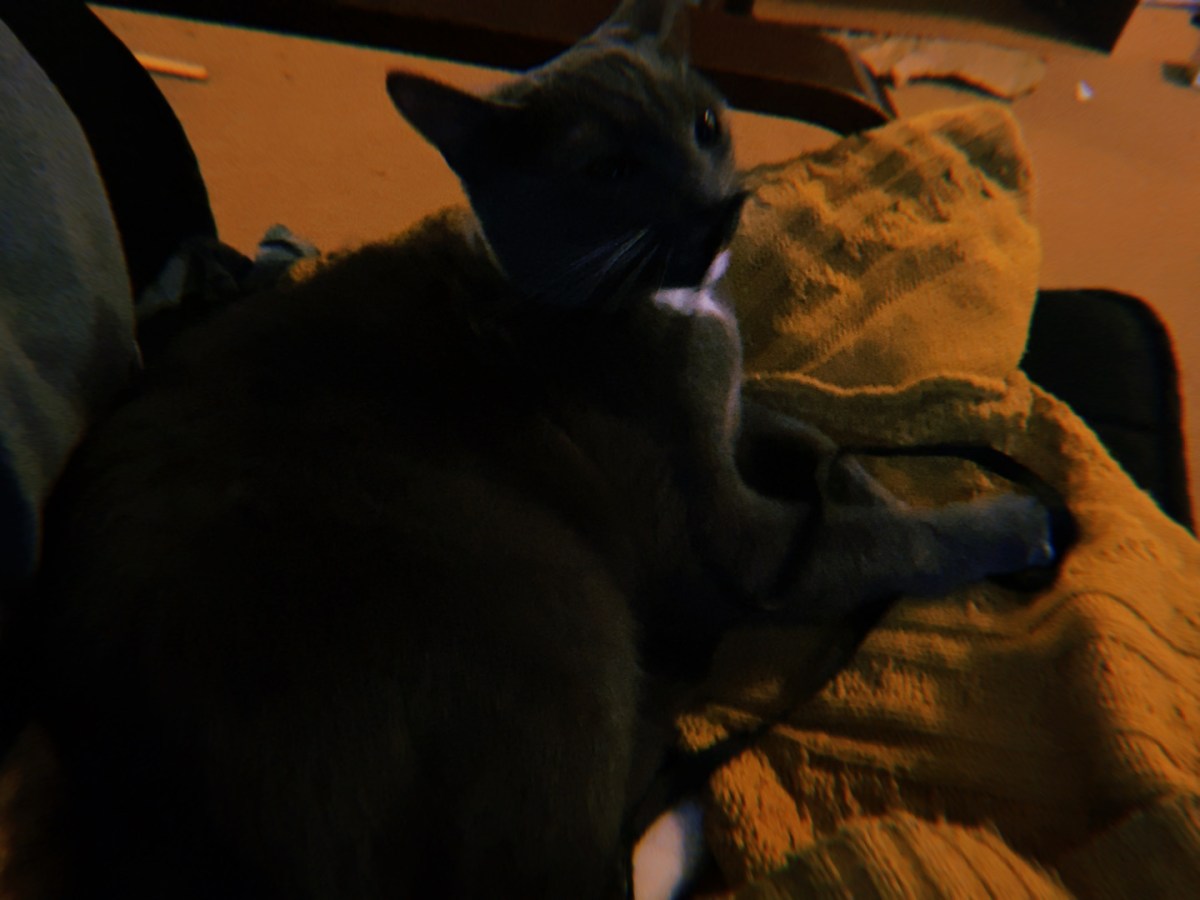 Question of the week PFP – jaws_blake